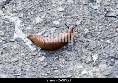 slug on hot asphalt Nudibranchiae Stock Photo - Alamy