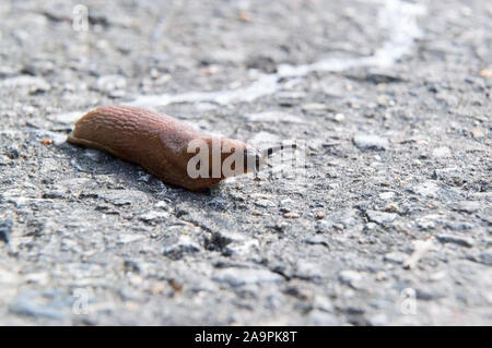 slug on hot asphalt Nudibranchiae Stock Photo - Alamy