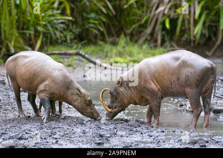 Sulawesi-Hirscheber, Babyrousa celebensis, babirusa, deer-pig, digital ...