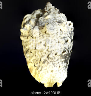 macro of shells that come from south east Asia Stock Photo - Alamy