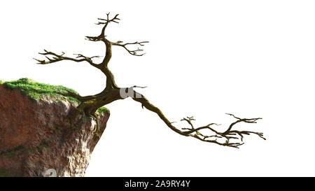Plant of the fantasy isolated on white background Stock Photo - Alamy