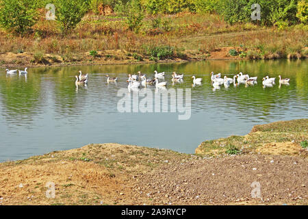 Geese on the shore of the pond on a sunny day Stock Photo - Alamy