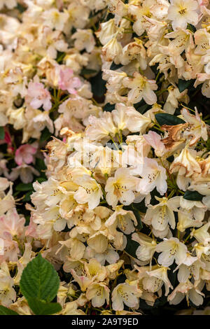 Blooming yellow flowers of Rhodenron. A great decoration for any garden ...