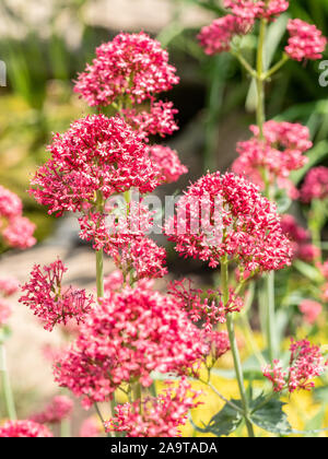 Centranthus ruber Pretty Betsy with soft clusters of small, trumpet ...