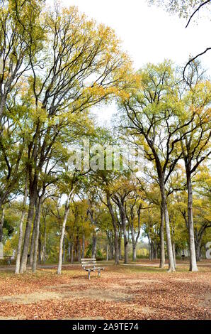 A lone Cedar tree in a forest of deciduous trees Stock Photo - Alamy