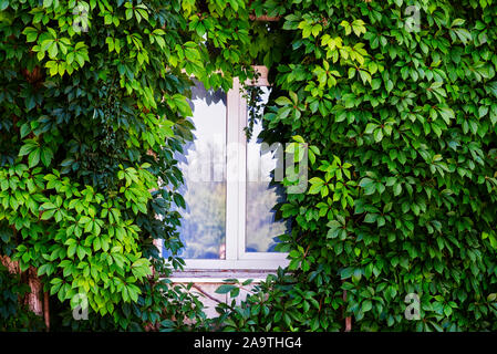 Windows surrounded by green wild ivy plants Stock Photo - Alamy