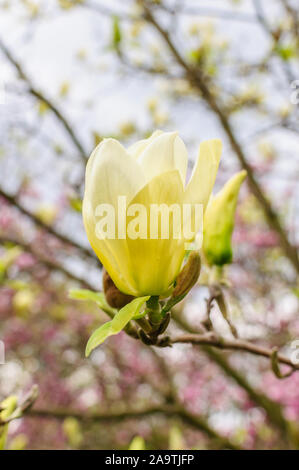 Magnolia tree blossom Magnolia "Butterflies" Yellow Magnolia Stock ...