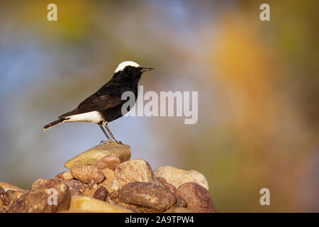 Wild black wheatear bird with white tail on stone on beige blurred ...
