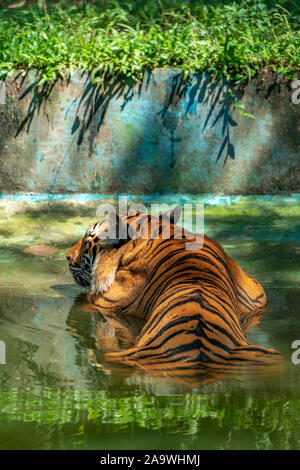Majestic Malayan Tiger, Panthera tigris jacksoni, prowling through the ...
