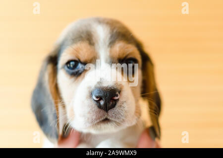 cute beagle puppy head closeup Stock Photo - Alamy