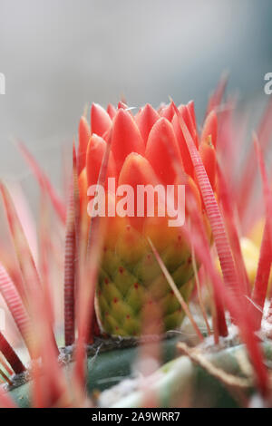 Kaktus ferocactus piliferus Stock Photo - Alamy