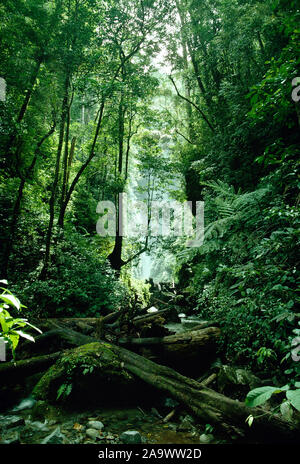Indonesia. Sumatra. Mount Leuser National Park. Rainforest Stock Photo ...