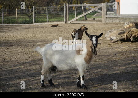 Zichy hotel Hungarian farm animals Stock Photo - Alamy