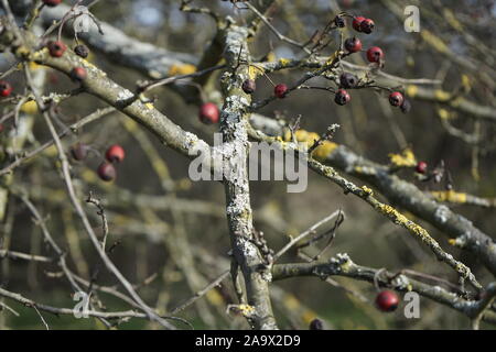 Zichy hotel Hungarian farm trees and mushrooms Stock Photo - Alamy