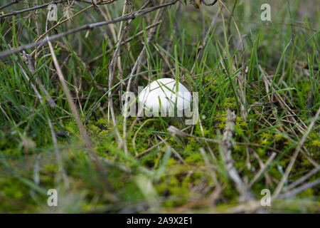 Zichy hotel Hungarian farm trees and mushrooms Stock Photo - Alamy