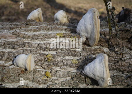 Zichy hotel Hungarian farm trees and mushrooms Stock Photo - Alamy