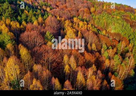 Aerial view of amazing autumn park in europe in the evening. Landscape ...