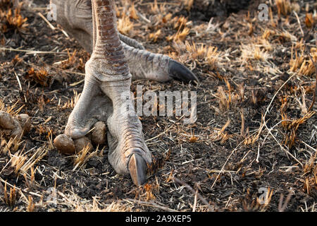 high angle view of ostrich standing on ground at zoo Stock Photo - Alamy