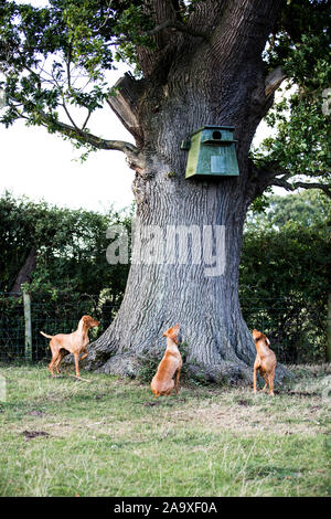 Small birdhouse standing on a tree trunk in the countryside Stock Photo ...