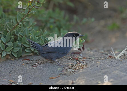 Dusky Tapaculo (Scytalopus fuscus) adult standing on sandy ground ...