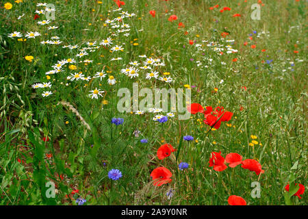 Feldblumenmischung mit Klatschmohn, Kornblume, falscher Kamille; Field ...