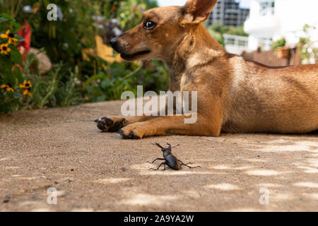 a cheeky stag-beetle attacks a funny dog. Funny scene. Big and small ...