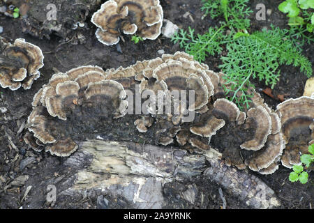 Bjerkandera adusta, known as the smoky polypore or smoky bracket, wild ...