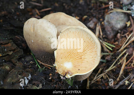 Tapinella panuoides, known as the Oyster rollrim, wild mushroom from ...