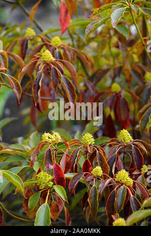Schefflera, evergreen leaves,flowers,hardy schefflera,outdoors,garden ...