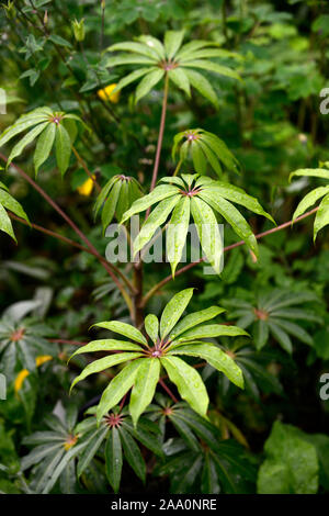 Schefflera, evergreen leaves,flowers,hardy schefflera,outdoors,garden ...
