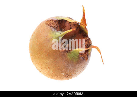 Echte Mispel oder Deutsche Mispel (Mespilus germanica), Frucht Stock ...