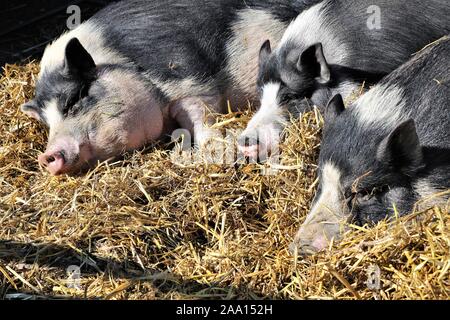Pigs sleeping in hay Stock Photo - Alamy
