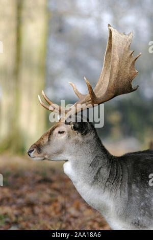 Portrait eines Damhirsch (Dana dana), Wildpark Weilburg / Portrait of a ...