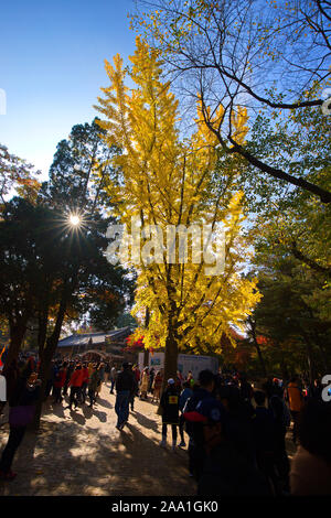 NAMI ISLAND, S. KOREA - OCTOBER 27, 2019: Beautiful landscape inside ...