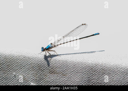 Blue-fronted Dancer (Argia apicalis Stock Photo - Alamy