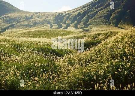 Japanese silver grass field, Aso, Kumamoto Prefecture, Japan Stock ...