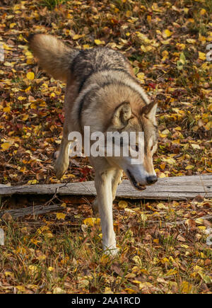Timber wolf in Western Montana Stock Photo - Alamy