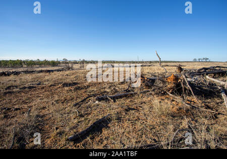 View of land recently cleared of trees, highlighting deforestation in ...