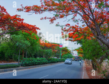 Tree lined avenue of Bangalore City Stock Photo - Alamy