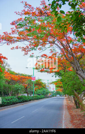 Tree lined avenue of Bangalore City Stock Photo - Alamy