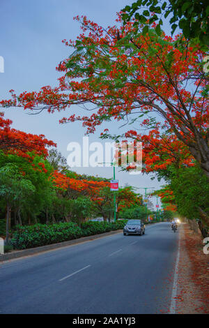 Tree lined avenue of Bangalore City Stock Photo - Alamy