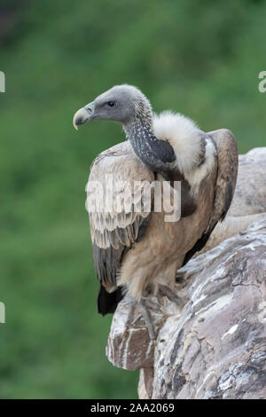 Indian vulture in natural habitats Stock Photo - Alamy