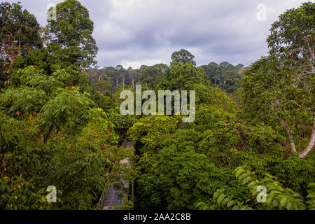 The dense rainforest of Sepilok with Sepilok Canopy Walkway, Sabah ...