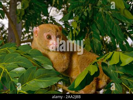 Bosman's potto (Perodicticus potto), climbing in a tree, Togo Stock ...