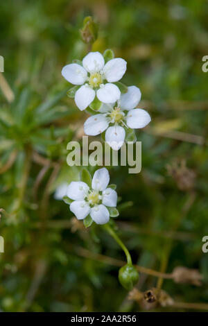 Alpine Pearlwort (Sagina saginoides Stock Photo - Alamy