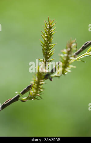 Salix eriocephala,Herzblättrige Weide,Missouri River Willow,Yellow ...