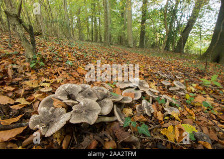 Group of fungi in woodland habitat Stock Photo - Alamy