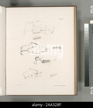 Skull of a porcupine Stock Photo - Alamy