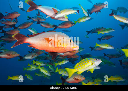 Humpback red snapper fish (Lutjanus gibbus) underwater in the Indian ...
