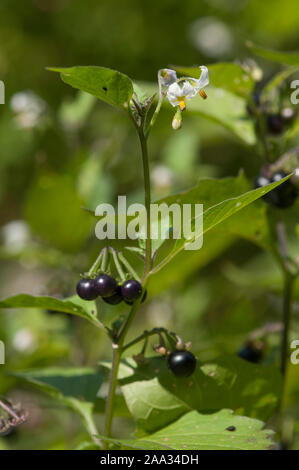 Schwarzer Nachtschatten, Solanum nigrum, Black Nightshade, Common ...